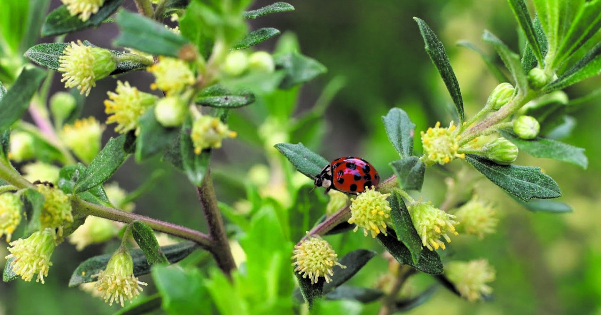 Plantas autóctonas: Chilca, la especie más nombrada - Diario Río Negro