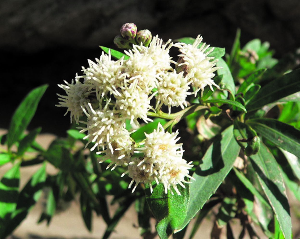 Plantas autóctonas: Chilca, la especie más nombrada - Diario Río Negro