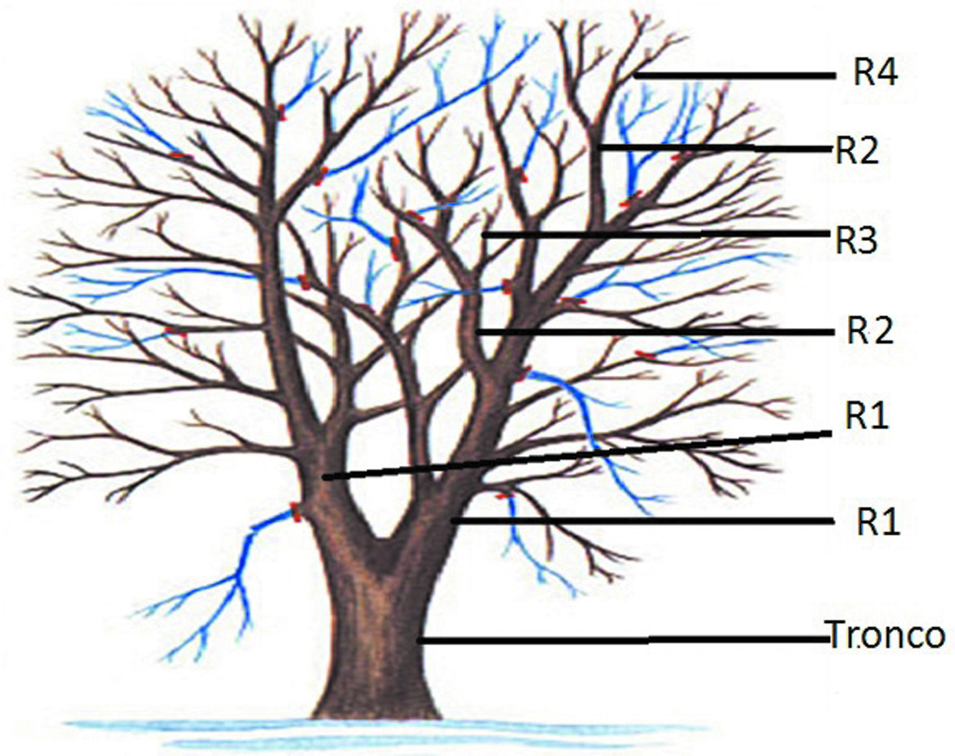 Jardín: ¿Poda sí o poda no? Llegó el invierno y un debate - Diario Río ...