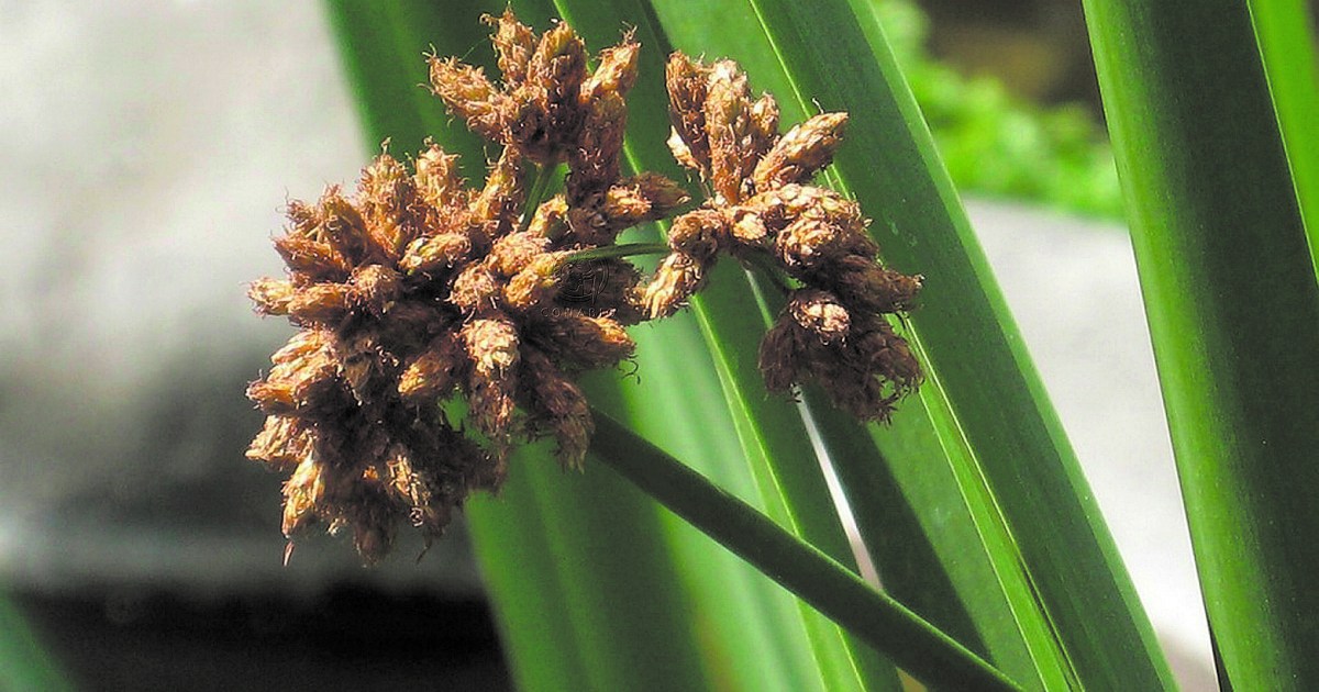 Plantas autóctonas: Junco, una especie con una función clave - Diario ...