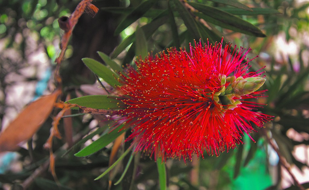 Jardín: los secretos y recomendaciones del vistoso árbol “limpiatubos ...