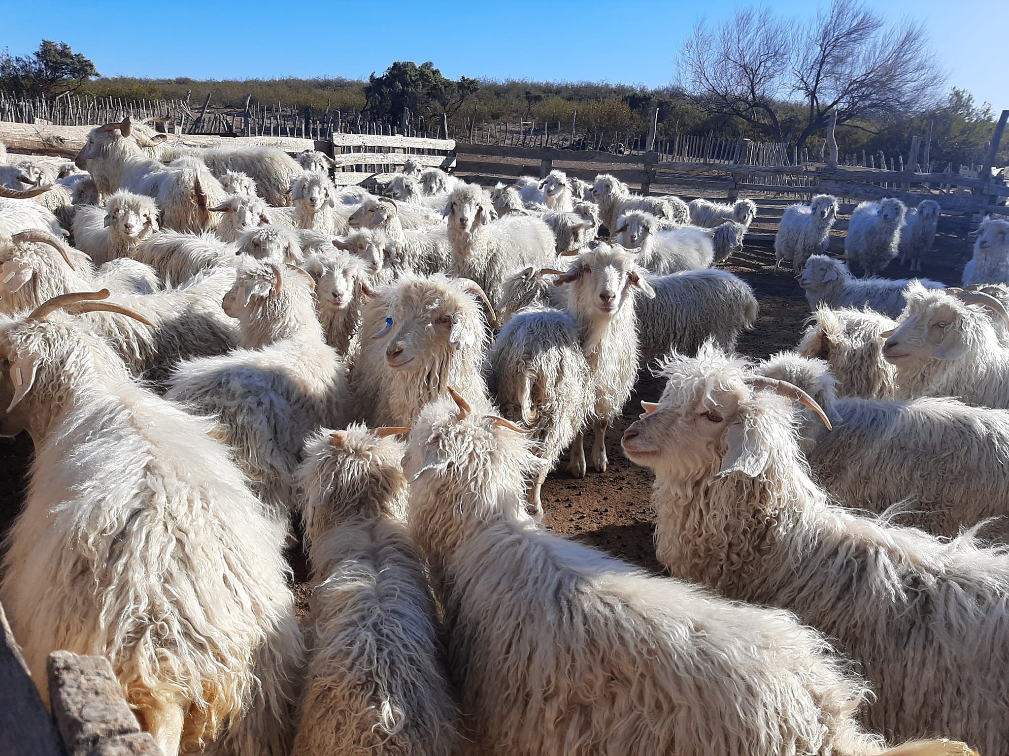 Pequeños productores caprinos buscan mejorar la rentabilidad del mohair ...