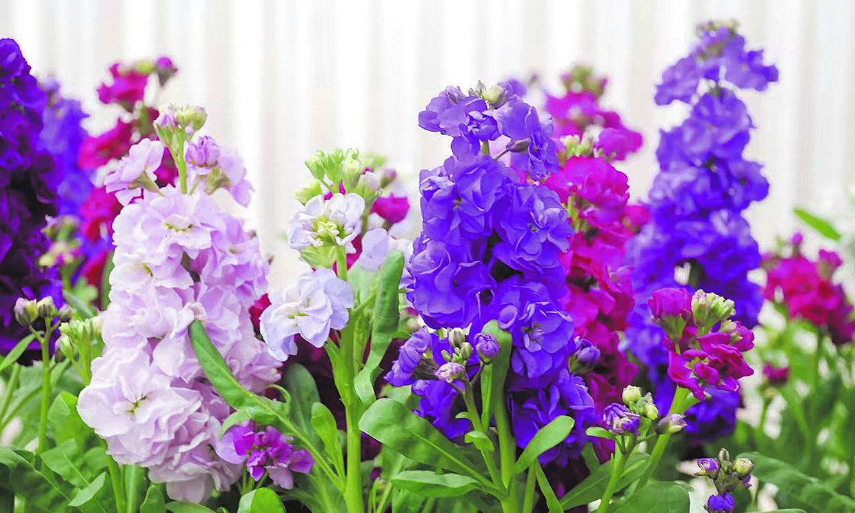 Jardín: Alelíes, la flor para despedir el invierno - Diario Río Negro