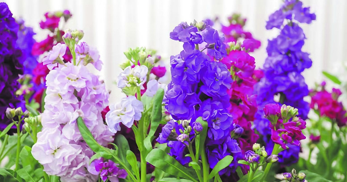 Jardín: Alelíes, la flor para despedir el invierno - Diario Río Negro