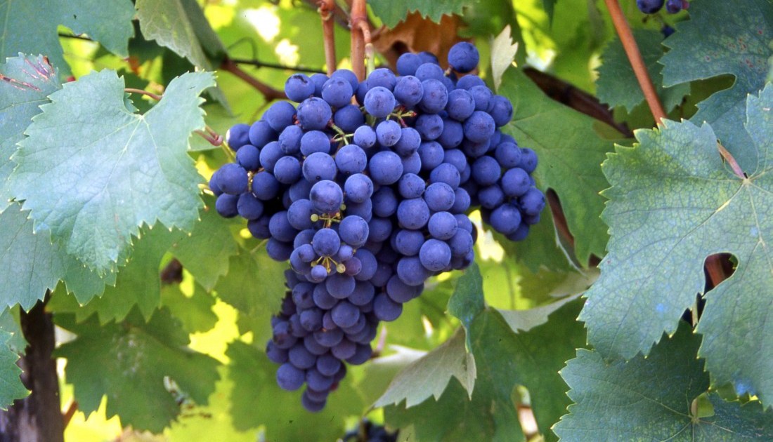 Bonarda, la cepa que pasó de ser usada para vinos comunes a ...