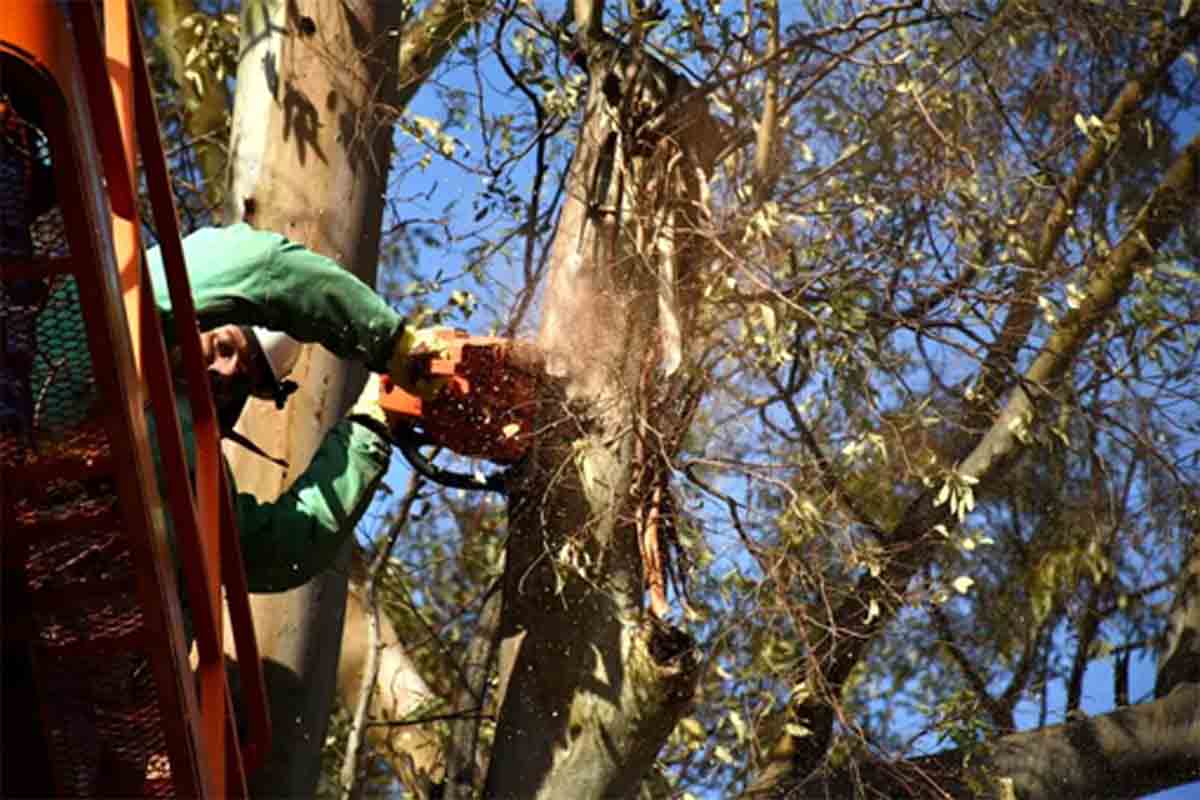 Mas de 800 árboles se extrajeron en Neuquén por la temporada de poda ...