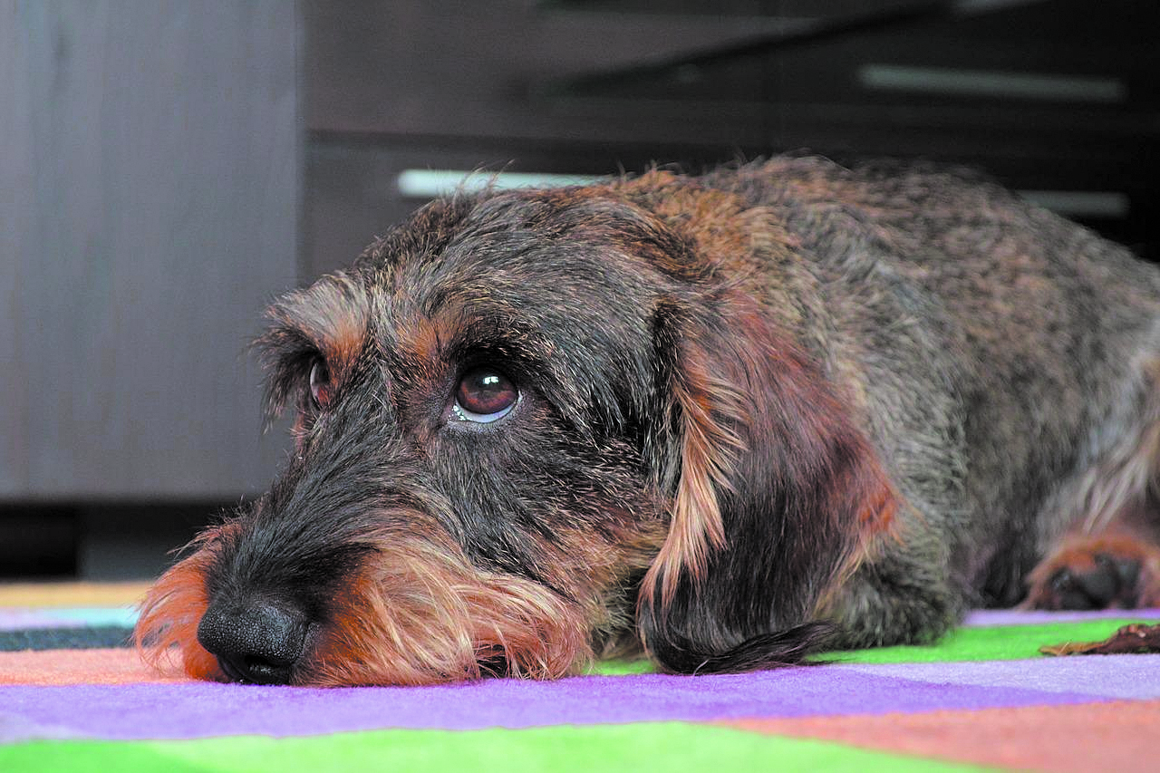 Qué es la piómetra y por qué puede ser mortal - Diario Río Negro