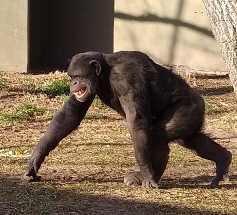 El bienestar del chimpancé Toti y una compañera necesaria - Diario Río ...