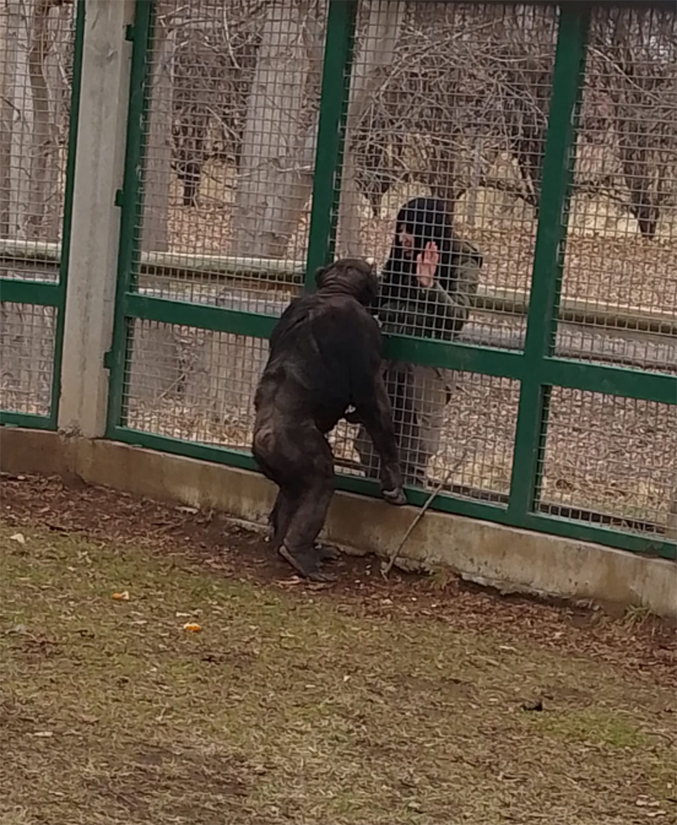 El bienestar del chimpancé Toti y una compañera necesaria - Diario Río ...