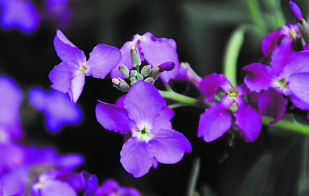 Jardín: Alelíes, la flor para despedir el invierno - Diario Río Negro
