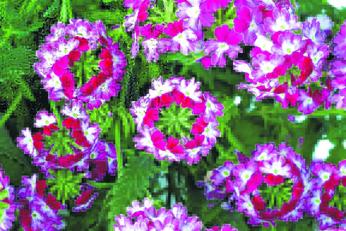 Jardín: Tiempo de nemesias, verbenas y aquilegias - Diario Río Negro