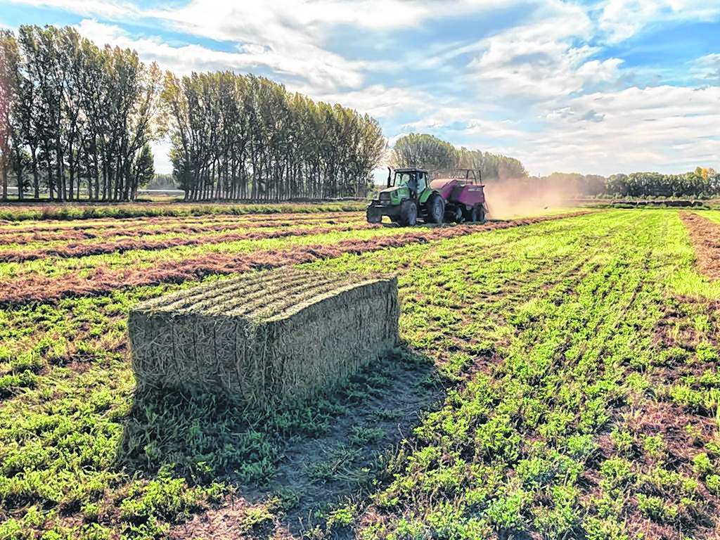 El desafío de cultivar pasto para abastecer los feedlot en Neuquén ...