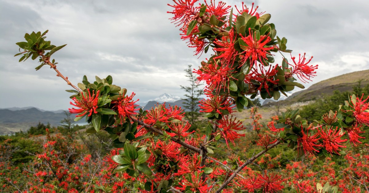 Plantas autóctonas: el “ciruelito” que embellece la región - Diario Río ...