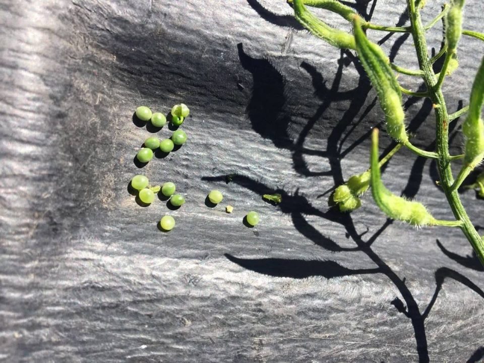 Una experiencia con mostaza en Alto Valle - Diario Río Negro