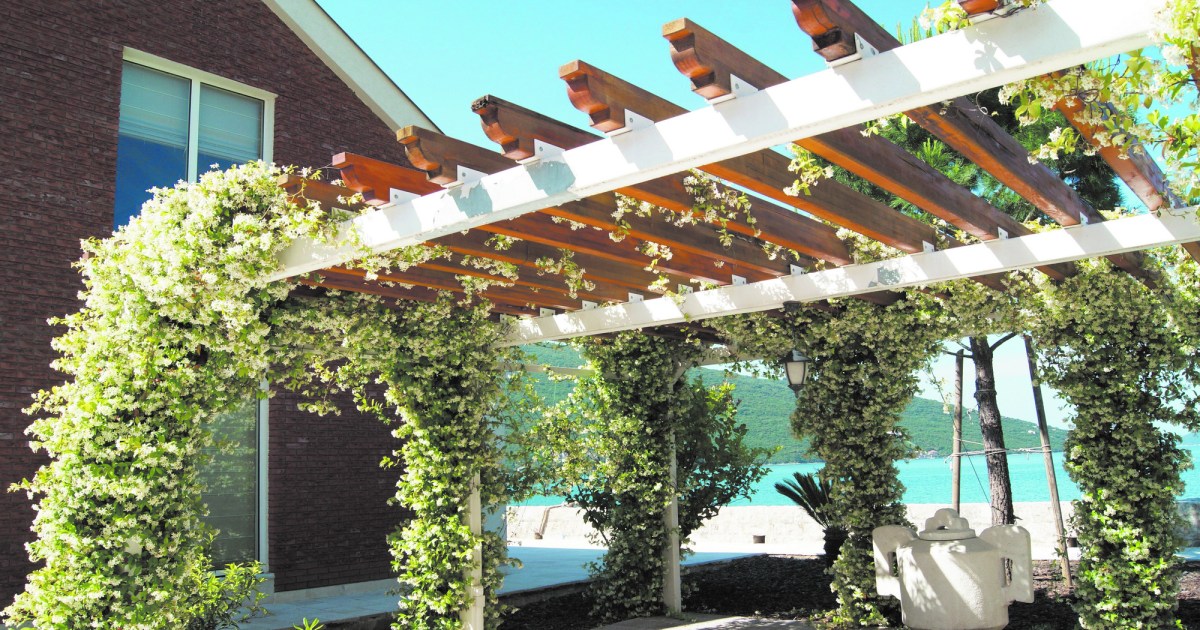 Jardín: Trepadoras, ideales para las pérgolas - Diario Río Negro