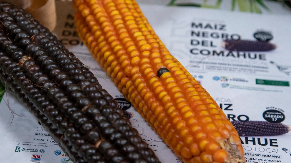 Maíz negro, cuáles son los beneficios de esta variedad autóctona de la ...