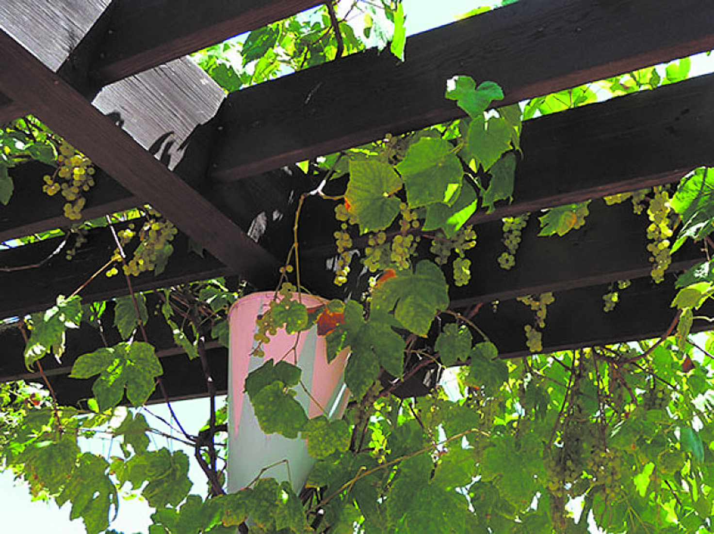 Jardín: Trepadoras, ideales para las pérgolas - Diario Río Negro