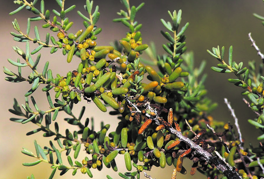 Plantas autóctonas: Vidriera, uno de nuestros arbustos - Diario Río Negro