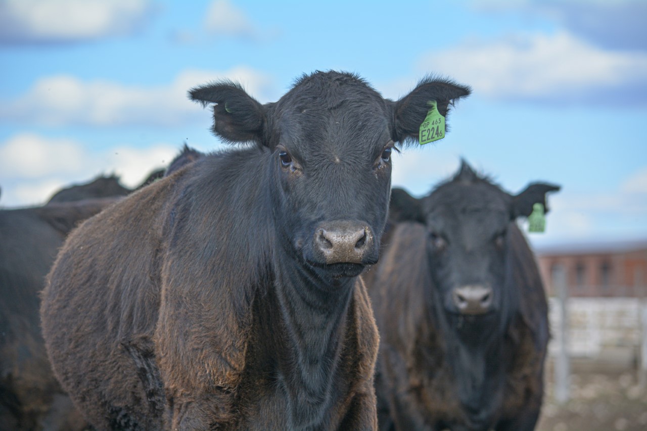 42° Expo Rural de Choele Choel: Pastoreo y ecosistema, hacia una ...