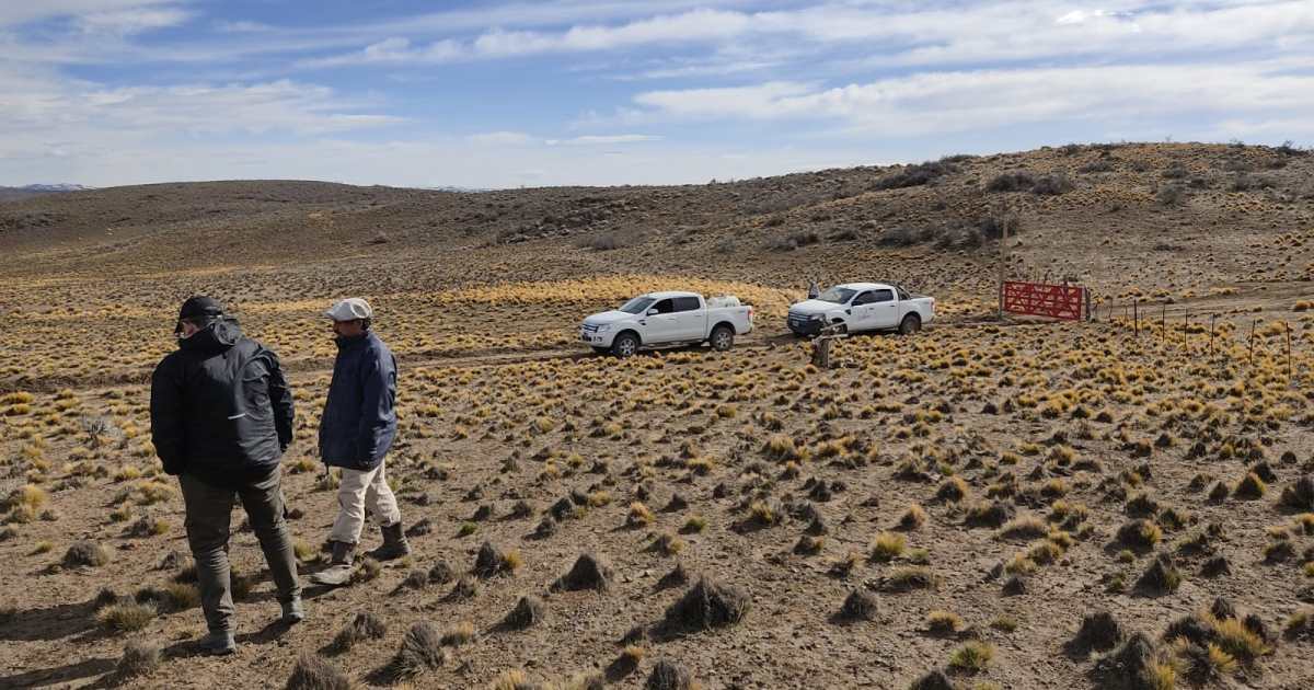 Alerta en Río Negro y Chubut ante un nuevo brote de tucuras - Diario ...