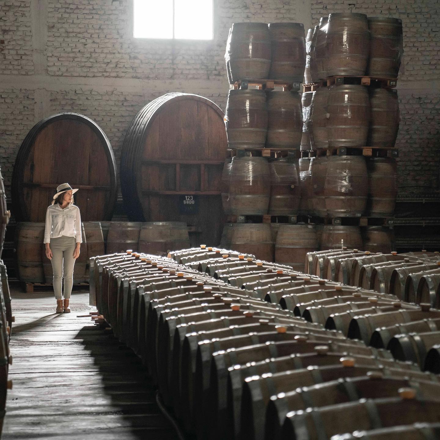 Un paseo las bodegas de los valles de Río Negro, un gran plan de fin de ...
