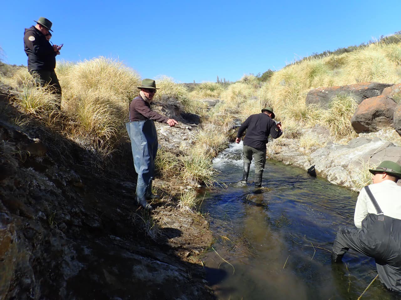 Controlan peces invasores para preservar a la mojarra desnuda y a la ...