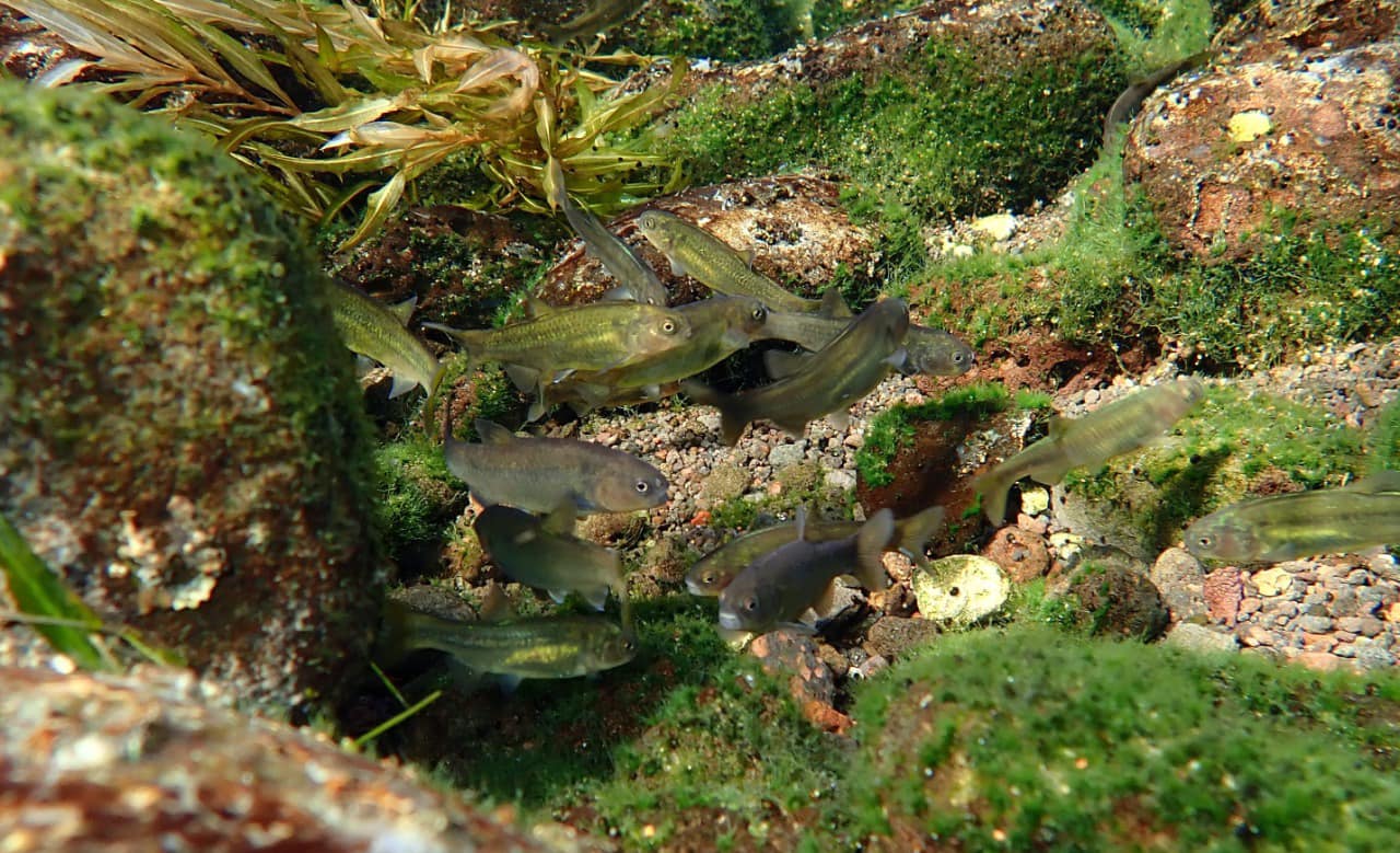 Controlan peces invasores para preservar a la mojarra desnuda y a la ...