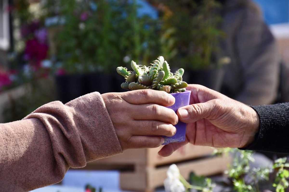 No te pierdas la feria de agricultura urbana en Neuquén - Diario Río Negro
