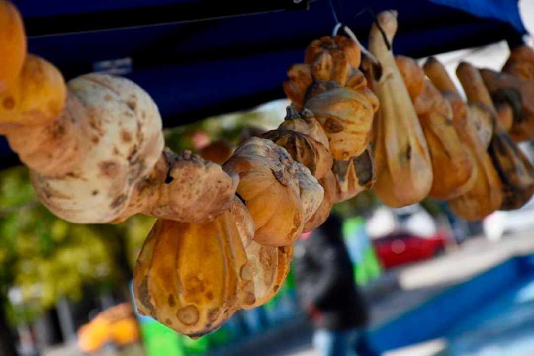 No te pierdas la feria de agricultura urbana en Neuquén - Diario Río Negro