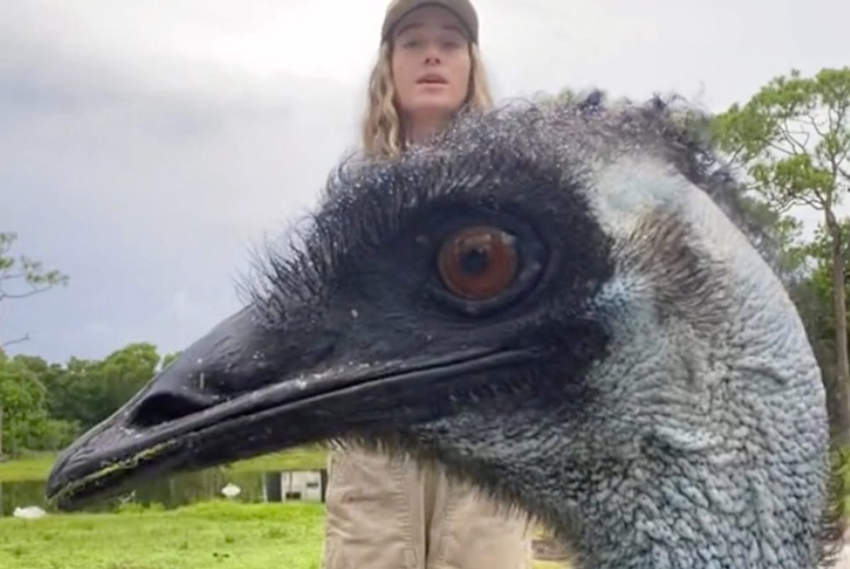 Emmanuel, el emú famoso de TikTok, pelea por su vida - Diario Río Negro