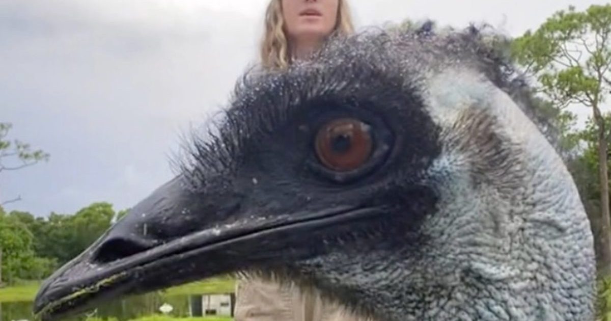 Emmanuel, el emú famoso de TikTok, pelea por su vida - Diario Río Negro