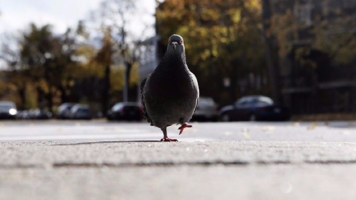 ¿El virus de las «palomas zombies» puede transmitirse a los humanos? Un ...