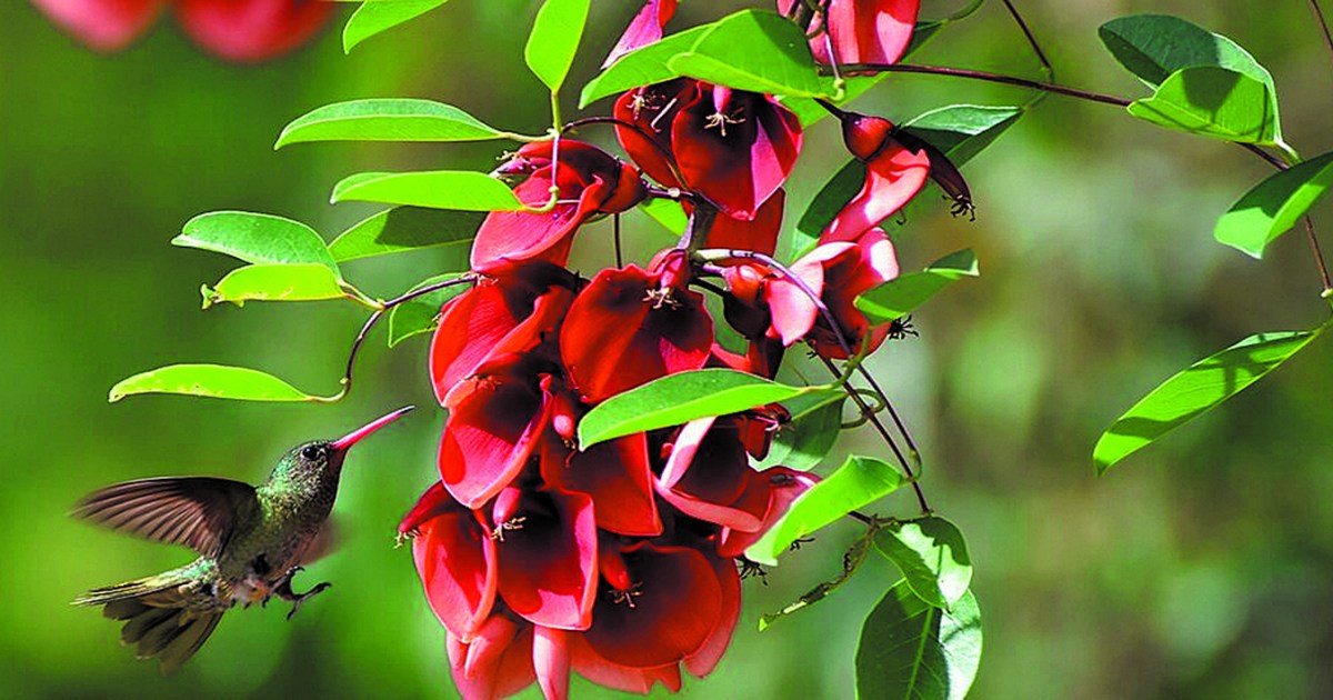 El ceibo, la flor más bella que puede embellecer nuestros jardines ...