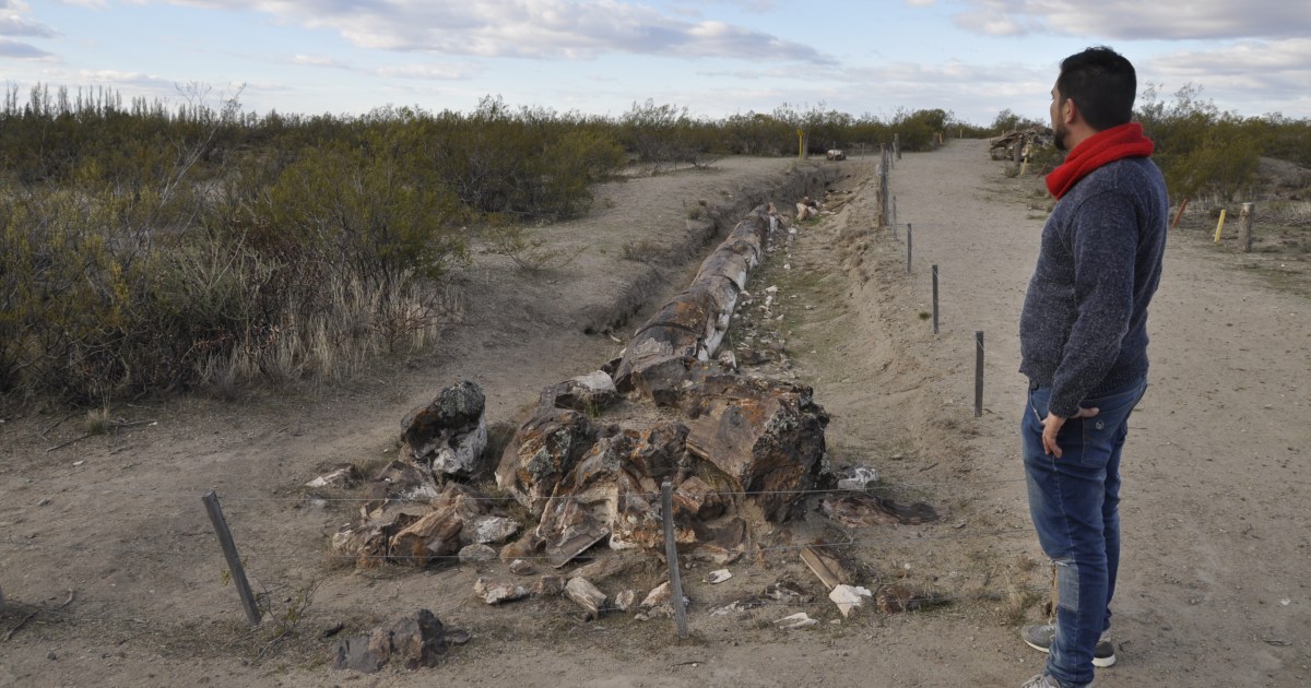 Descubren en Valcheta una especie única de coníferas de 70 millones de ...