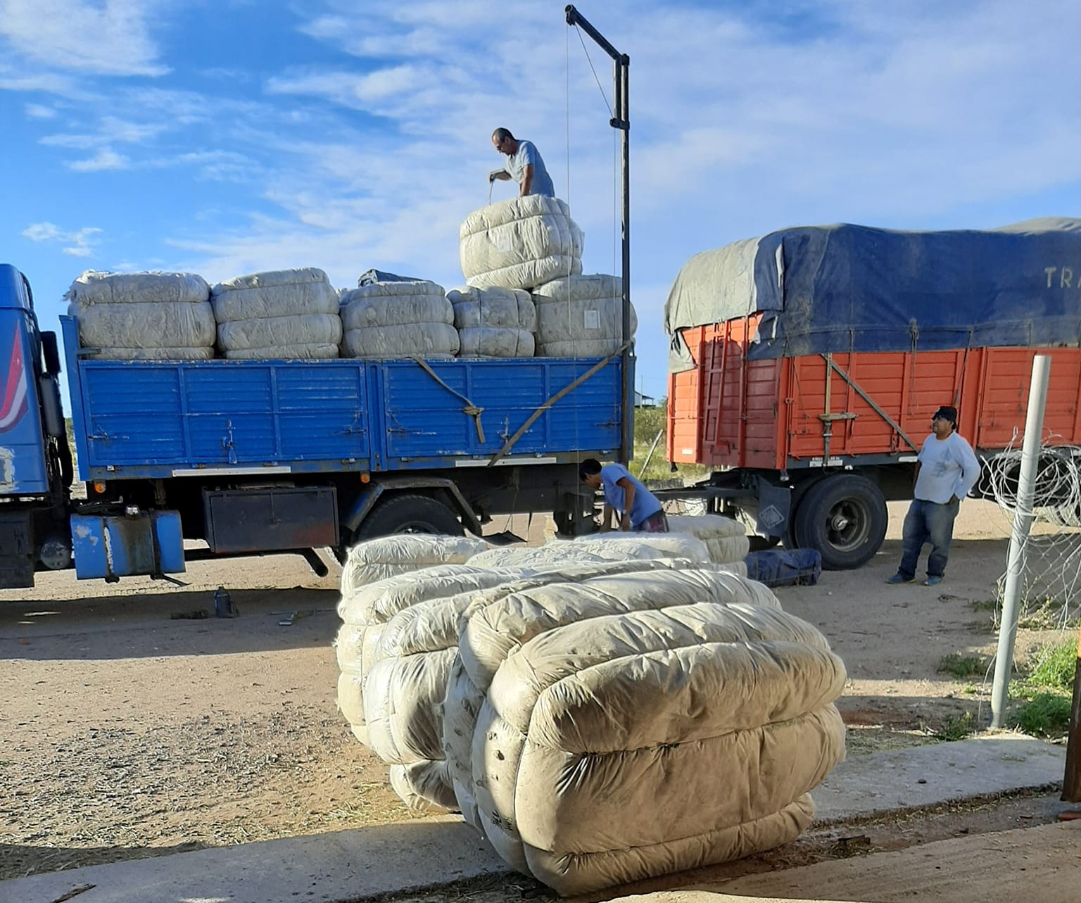 Buenos Precios Arrojan Las Primeras Ventas De Lana De La Zafra 2022 23