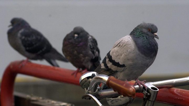 Video: así se ven las palomas «zombies» que aterran a Europa - Diario ...