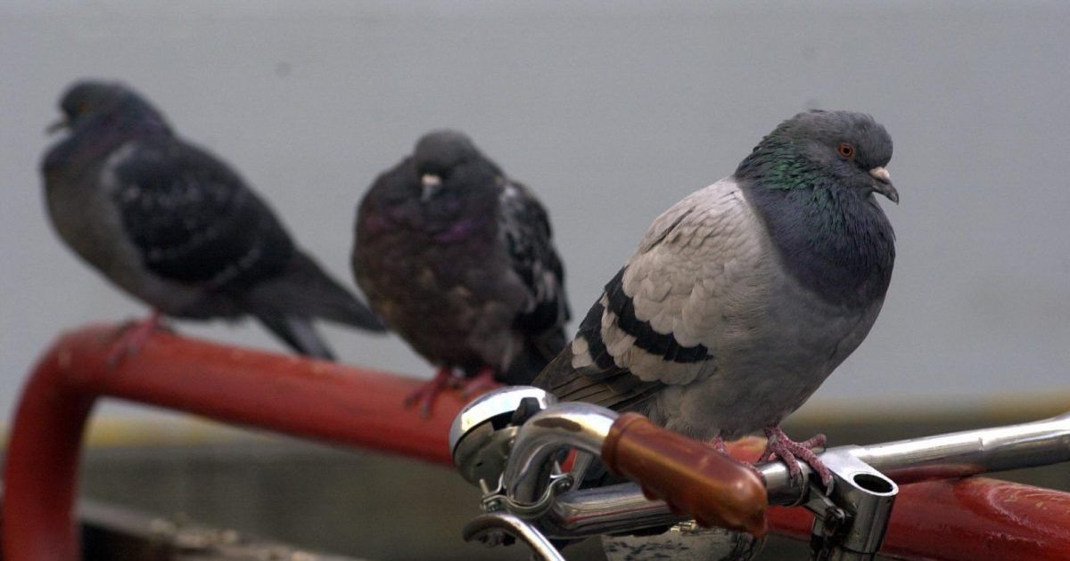 Video: así se ven las palomas «zombies» que aterran a Europa - Diario ...