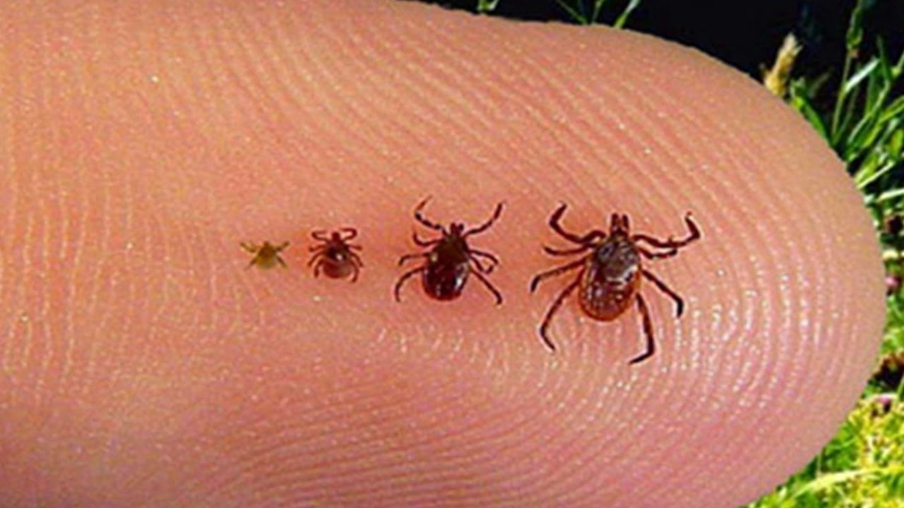 Garrapatas: por qué es importante combatirlas - Diario Río Negro