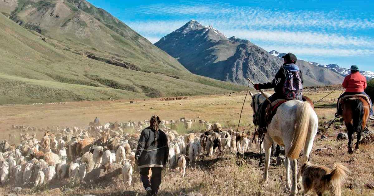 Video: arrancó la trashumancia en las rutas de Neuquén - Diario Río Negro