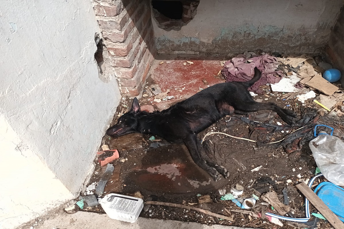Rescató de la muerte a un perro abandonado en una casa y pide ...