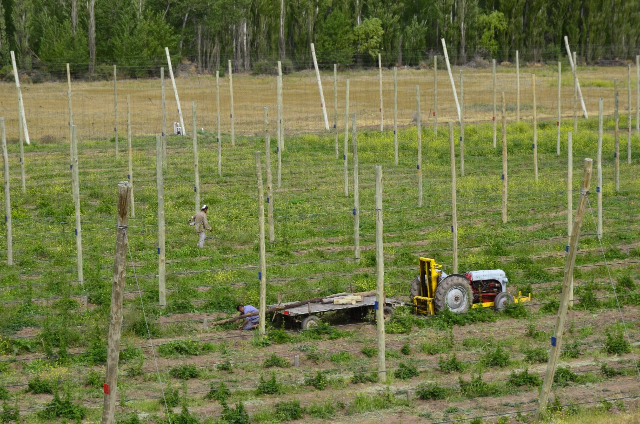 Se viene el primer Encuentro Binacional sobre el cultivo de lúpulo en ...