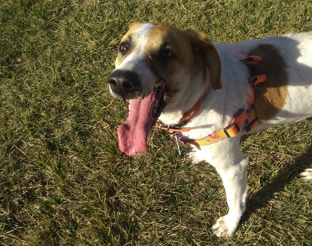 Conocé la historia Chester, rescatado del basural lleno de papilomas ...