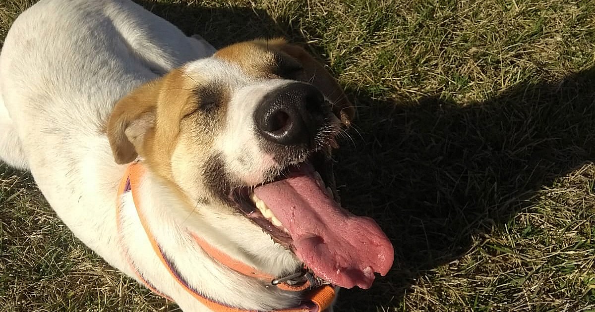 Conocé la historia Chester, rescatado del basural lleno de papilomas ...