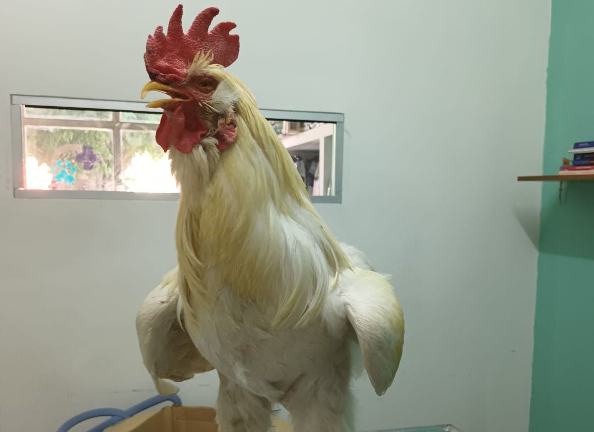 El gallo Claudio que sobrevivió al encierro en un auto a pleno rayo de ...