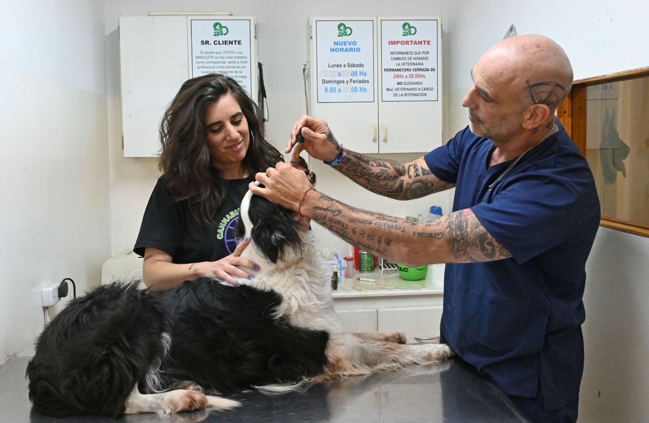 Abren el primer consultorio veterinario especializado en el uso de cannabis en Neuquén - Diario ...