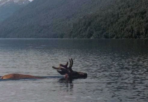 «Increíble»: un ciervo cruzó nadando un lago de Villa La Angostura y ...