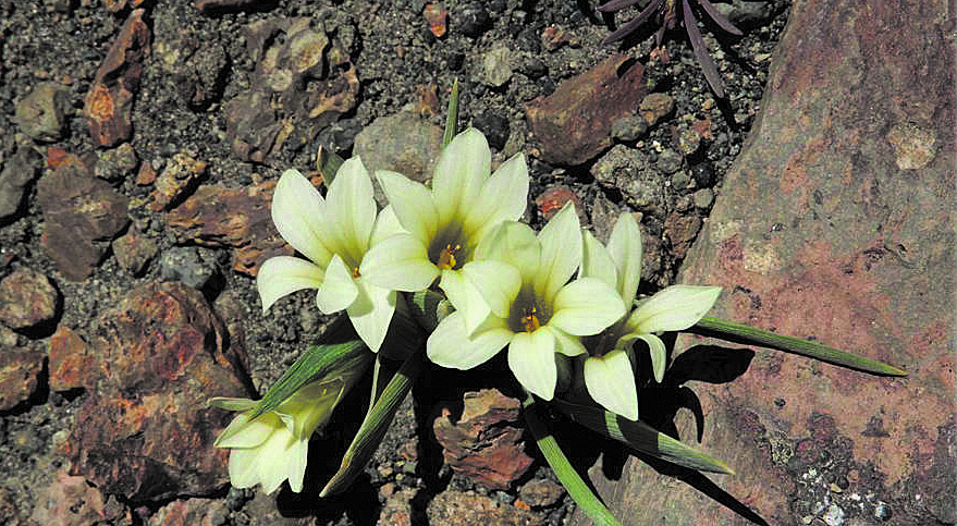 Plantas autóctonas: Olsynium, una especie única y hermosa - Diario Río ...