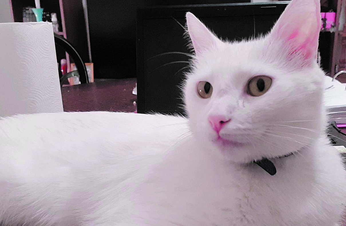 Gato blanco, gato albino: cómo cuidarlos - Diario Río Negro