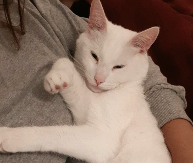 Gato blanco, gato albino: cómo cuidarlos - Diario Río Negro