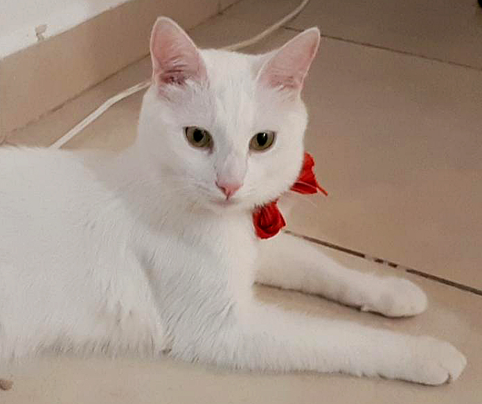Gato blanco, gato albino: cómo cuidarlos - Diario Río Negro